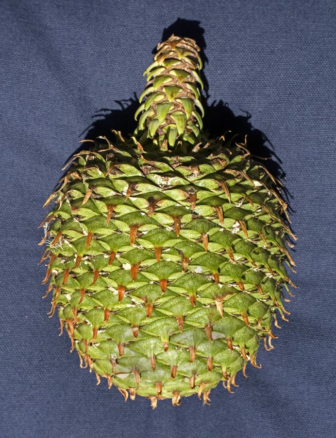 Cone Of Araucaria Heterophylla Stock Image - Image of tree, plants ...