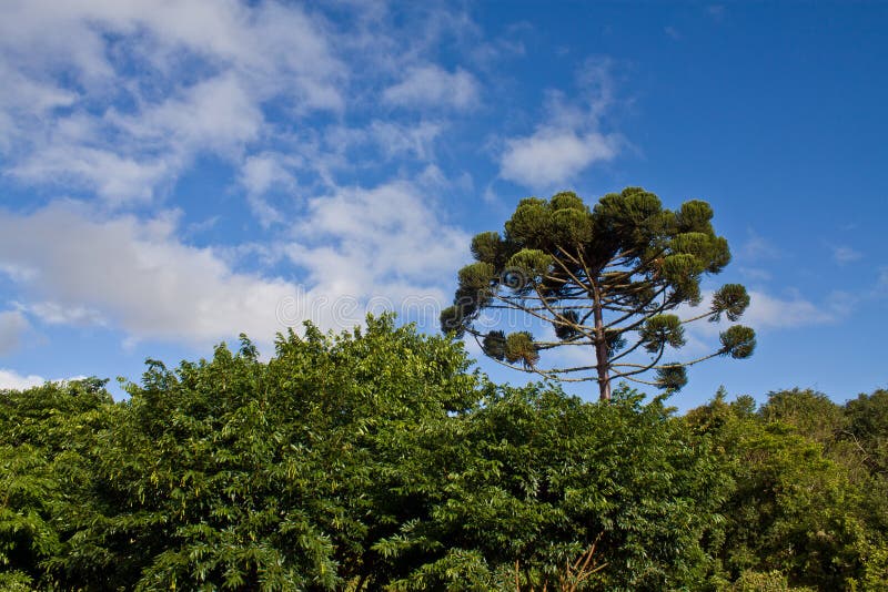865 Tree Curitiba Stock Photos - Free & Royalty-Free Stock Photos from ...