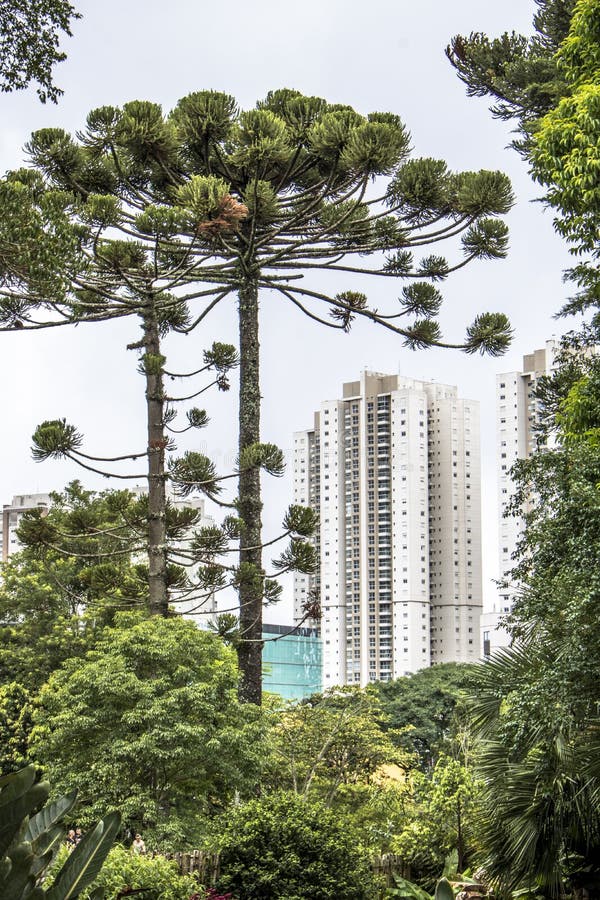 865 Tree Curitiba Stock Photos - Free & Royalty-Free Stock Photos from ...