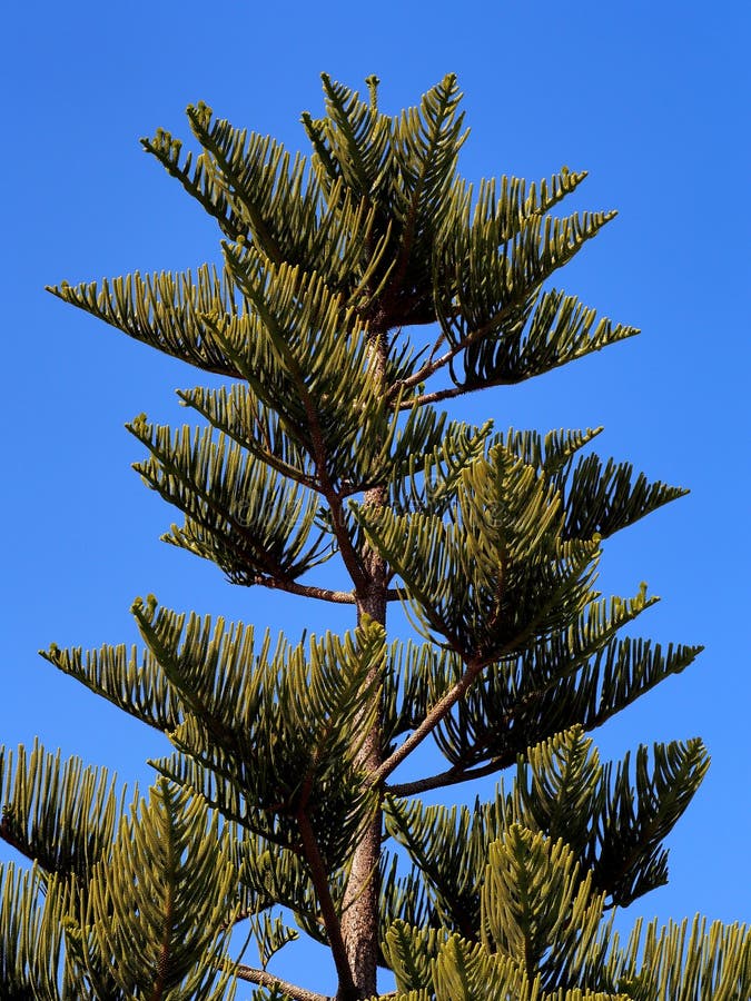 Araucaria tree stock image. Image of nature, leaf, leaves - 30550537