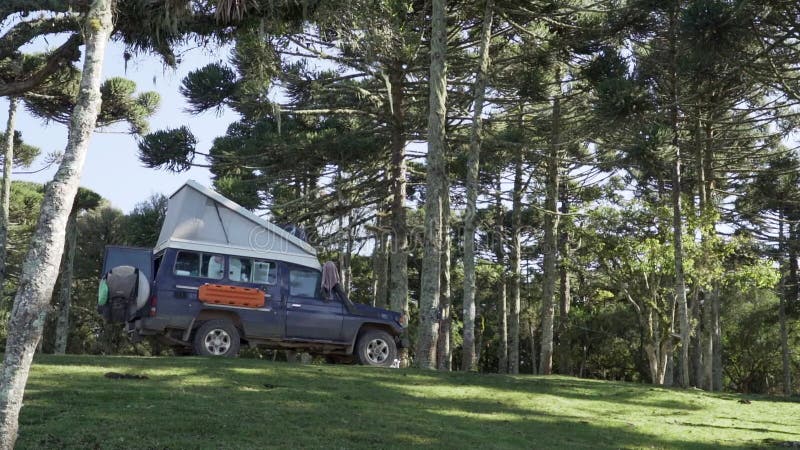 Araucaria Trees, Evergreen Coniferous or Monkey Tail Tree Stock Footage ...