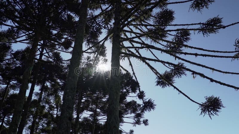 Araucaria Trees, Evergreen Coniferous or Monkey Tail Tree Stock Footage ...