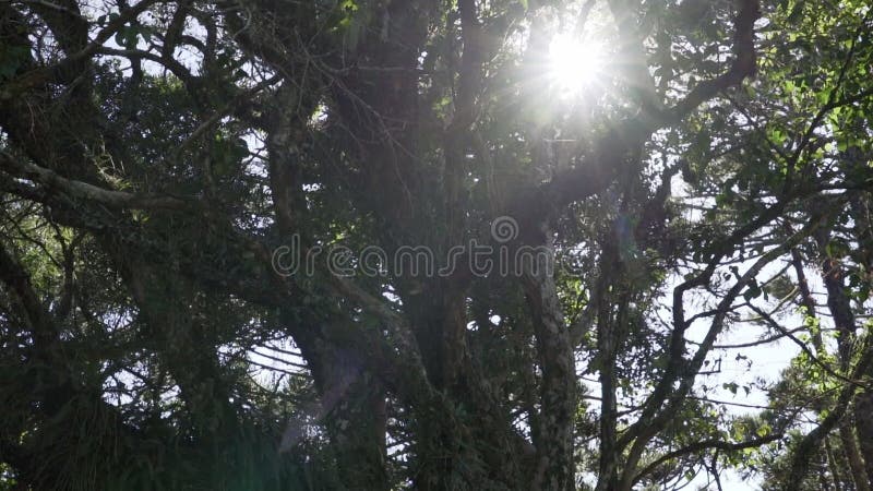 Araucaria Trees, Evergreen Coniferous or Monkey Tail Tree Stock Footage ...