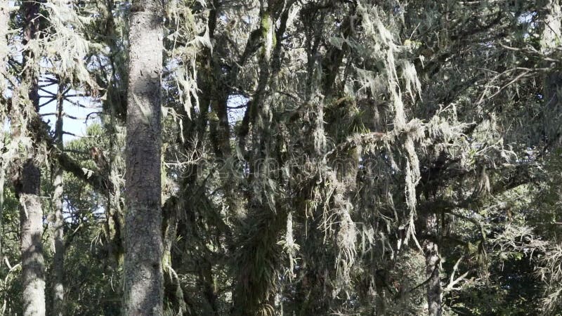 Araucaria Trees, Evergreen Coniferous or Monkey Tail Tree Stock Footage ...