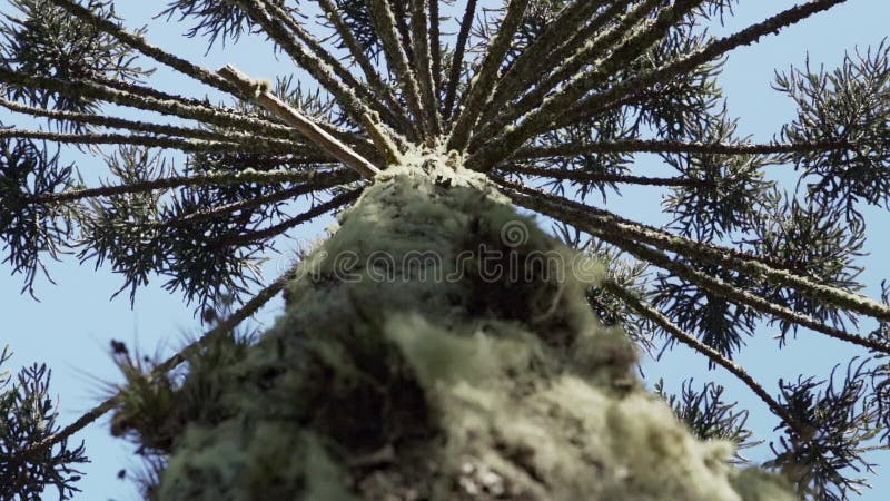 Araucaria Trees, Evergreen Coniferous or Monkey Tail Tree Stock Footage ...