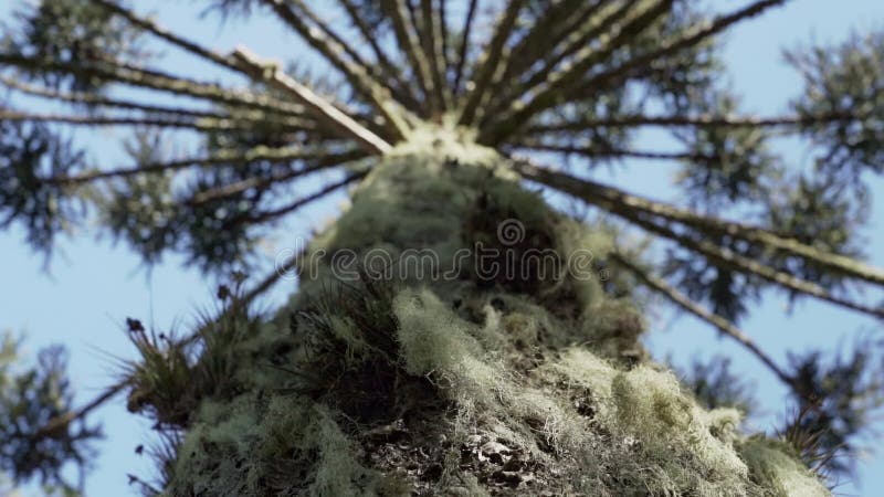 Araucaria Trees, Evergreen Coniferous or Monkey Tail Tree Stock Footage ...