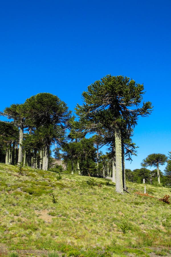 Araucaria trees forest stock image. Image of black, pinhao - 83047633
