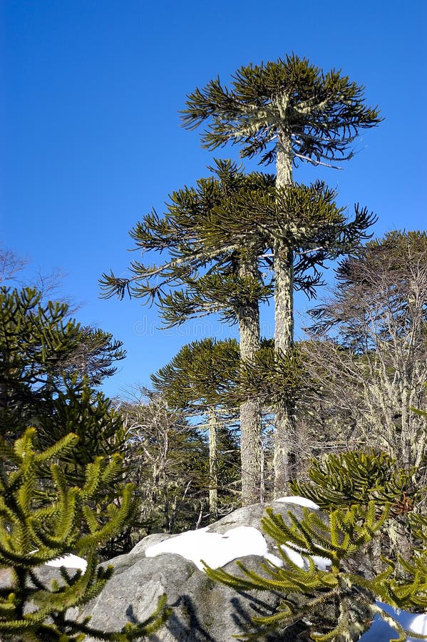 Araucaria trees stock photo. Image of mountains, conifer - 37249668