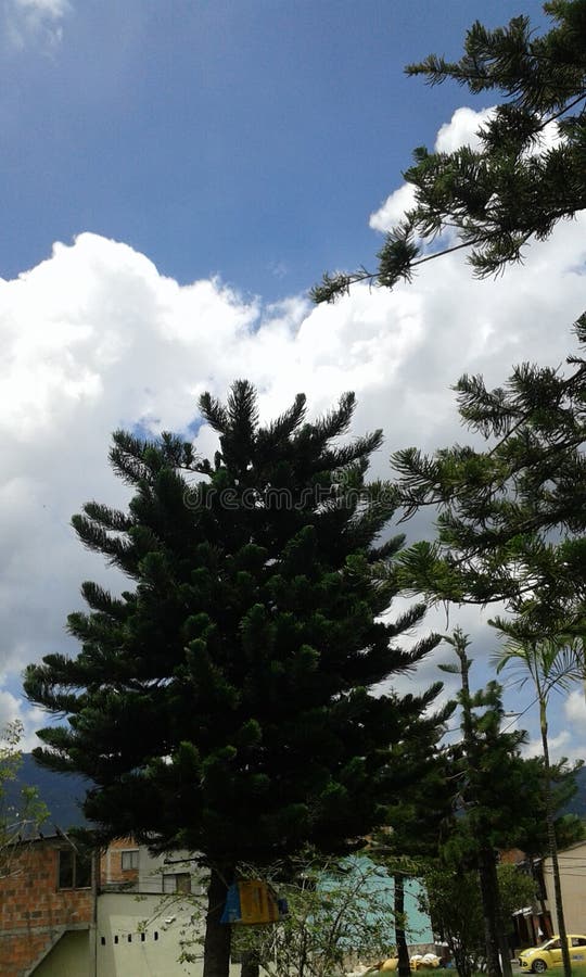 Araucarias dosquebradas stock photo. Image of forest - 160480076