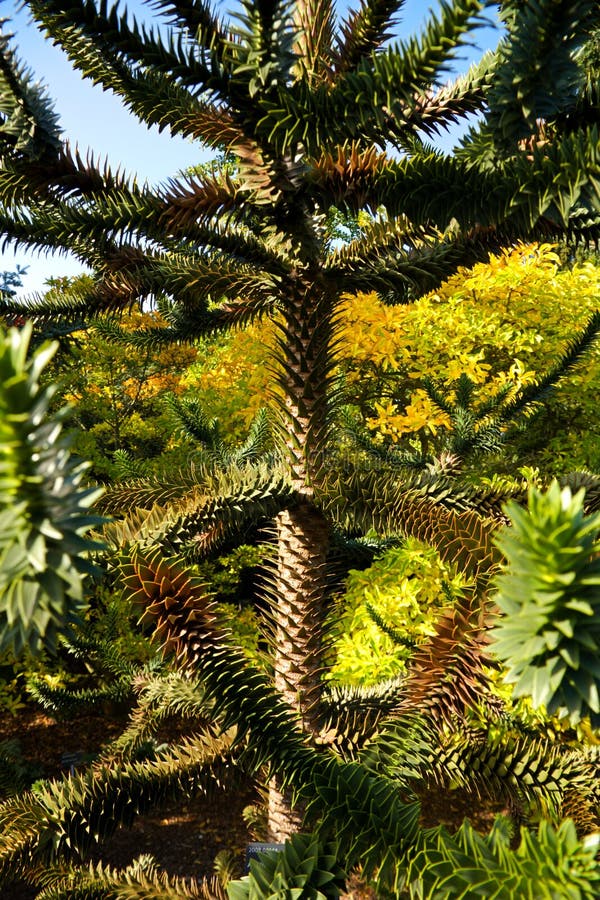 Detail Von Araukarie Bidwillii, Bunya Kiefer Stockfoto - Bild von ...