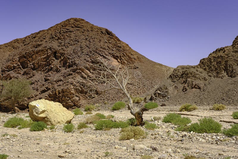 The Arava Desert in the Pillars of Amram Near Eilat Stock Photo - Image ...