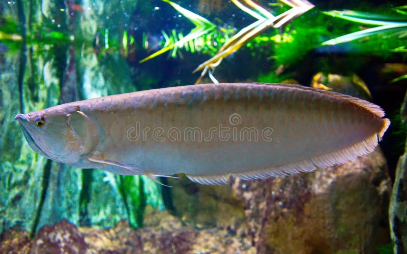 Silver Arawana Fish Underwater Portrait Stock Photo - Image of river ...