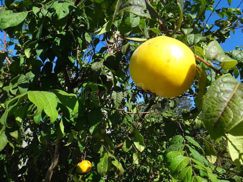 Corte El Primer De La Fruta Del Araza Foto de archivo - Imagen de corte ...