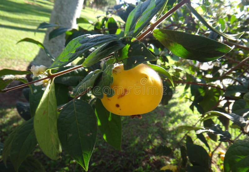 Araza - fruta imagen de archivo. Imagen de cubo, perenne - 98939497