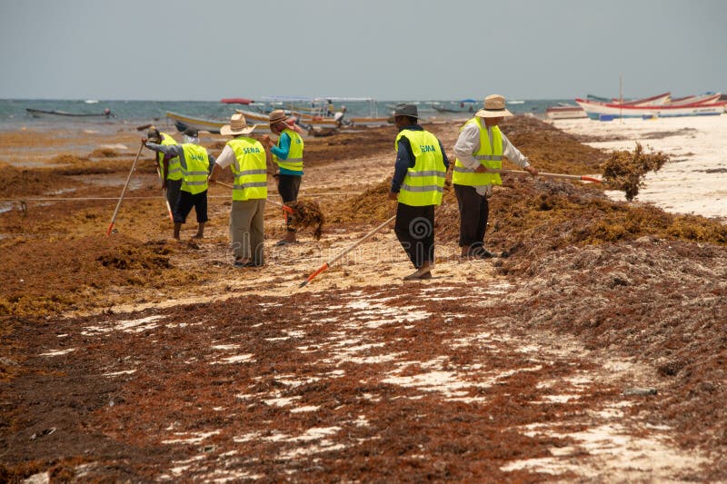 Arbeiders Die Sargassum-zeewier Van Het Strand Schoonmaken Redactionele ...