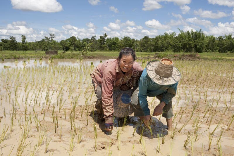 Asiatische Frau Arbeitet an Dem Reisfeld Stockbild - Bild von paddy ...