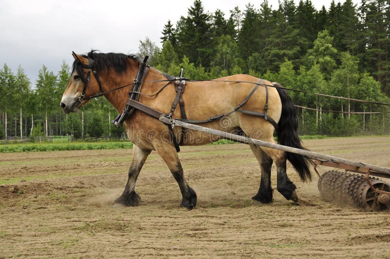 Arbeitspferd stockfoto. Bild von arbeit, landschaft, landwirtschaft ...