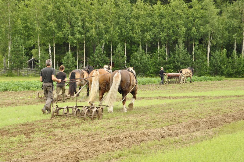 Arbeitspferd redaktionelles foto. Bild von bewirtschaften - 25625891
