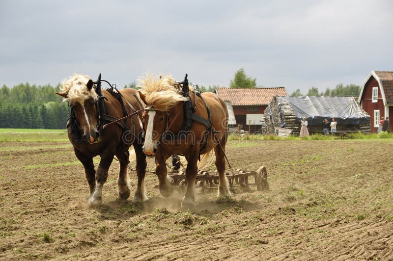 Arbeitspferd stockfoto. Bild von landwirtschaft, teamwork - 25604856