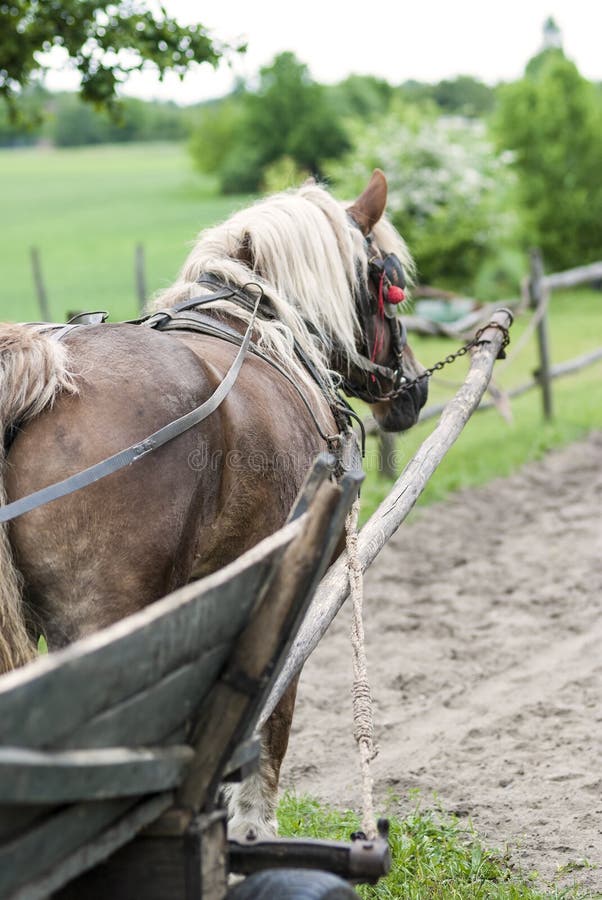 Arbeitspferd in der Wiese stockfoto. Bild von gras, sattel - 113518650