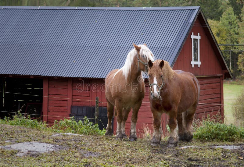 Arbeitspferde stockfoto. Bild von gras, beständig, bauernhof - 18078550