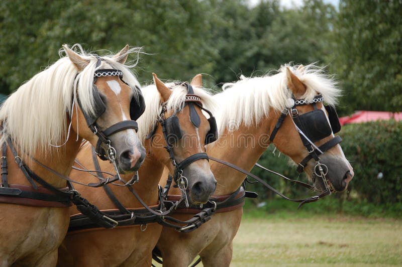 Arbeitspferde stockfoto. Bild von gras, beständig, bauernhof - 18078550
