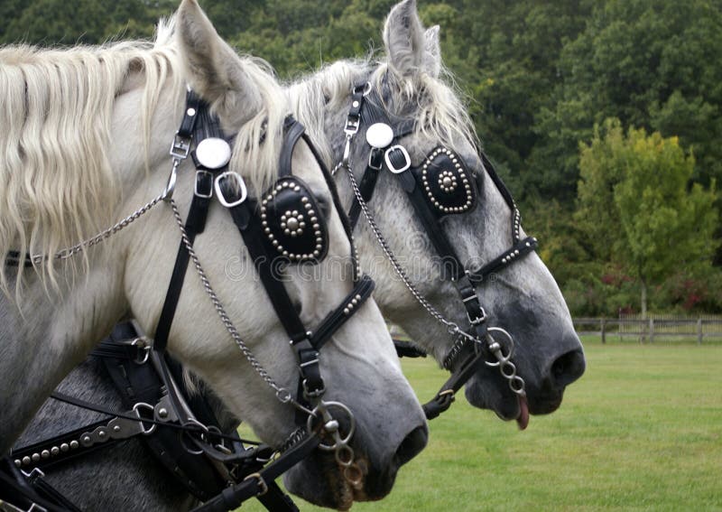 Arbeitspferde stockfoto. Bild von gras, beständig, bauernhof - 18078550