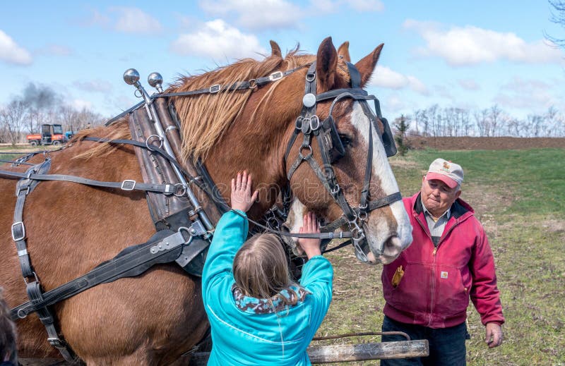 Arbeitspferde Erhalten Etwas Liebe Redaktionelles Foto - Bild von älter ...