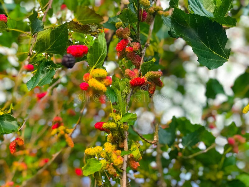 Arbey Fruit is Red and Green Stock Image - Image of green, fruit: 352088619
