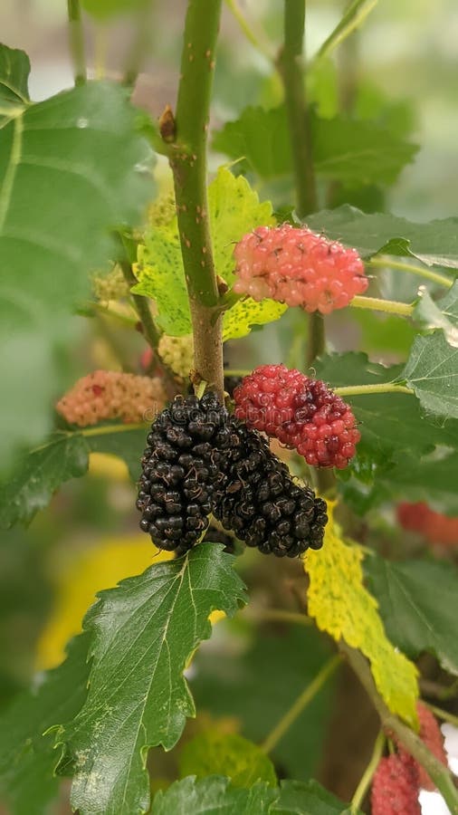 Arbey Fruit Stock Photos - Free & Royalty-Free Stock Photos from Dreamstime