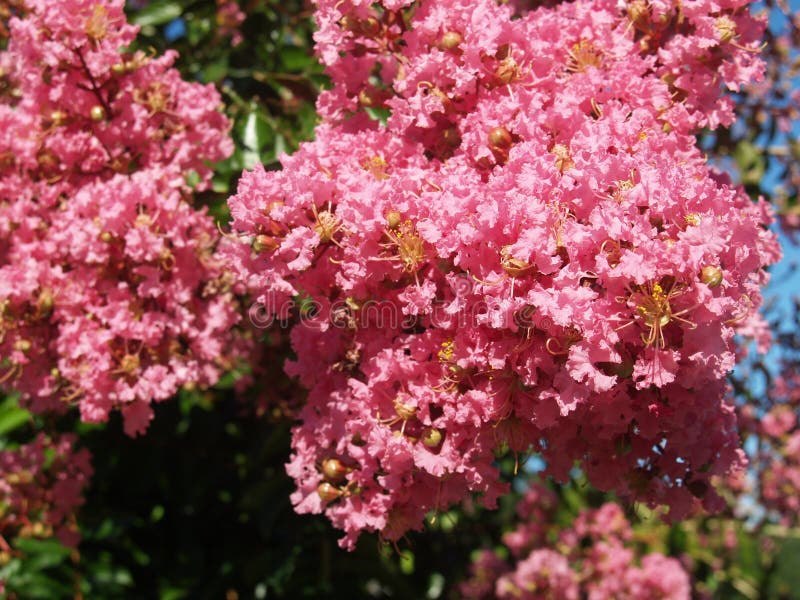 Arbol de Jupiter foto de archivo. Imagen de afuera, resorte - 102367264