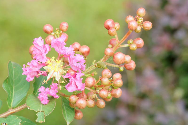 Arbol de Jupiter foto de archivo. Imagen de cierre, inmoralidad - 32899968