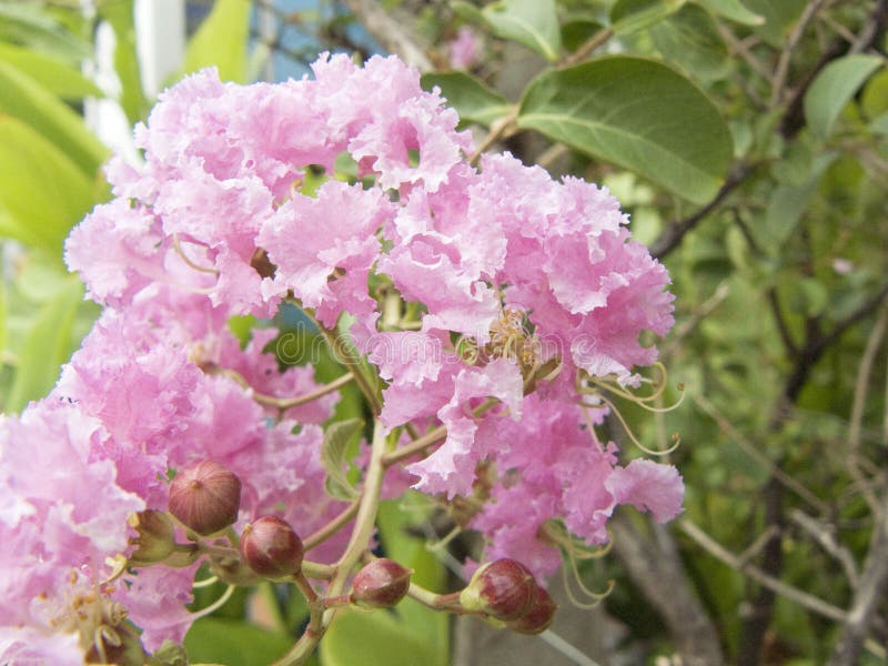 Arbol de Jupiter foto de archivo. Imagen de rosa, hermoso - 96681672