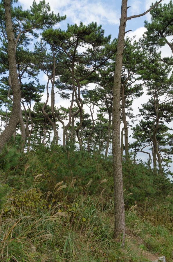 Arboleda del pino coreano foto de archivo. Imagen de curvas - 117089950