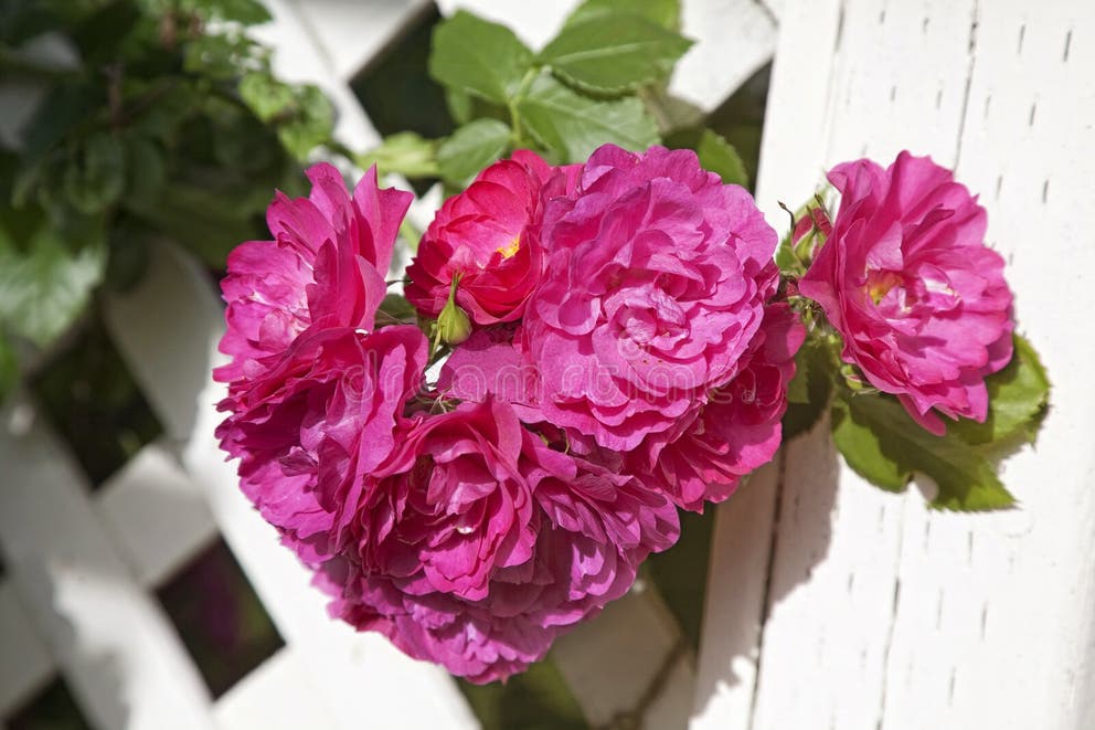 Arbor Roses stock photo. Image of plant, summer, bloom - 20318838