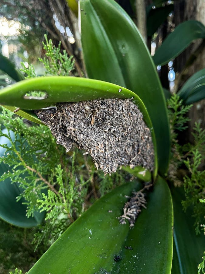 Black Ants Sucking the Wild Berries Stock Photo - Image of animal, meal ...