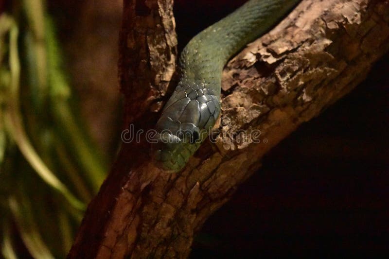 Arboreal Green Snake Slithering Down a Tree Stock Photo - Image of ...
