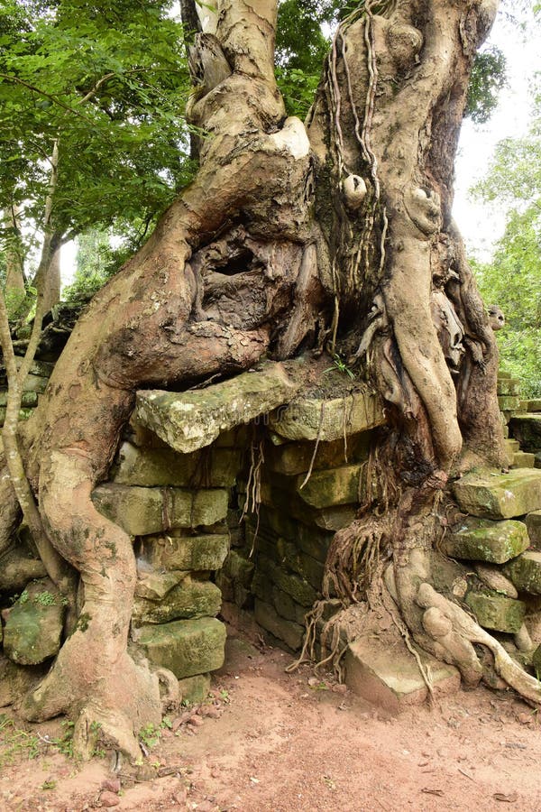 Arboreal root system stock image. Image of trunk, bark - 114456893