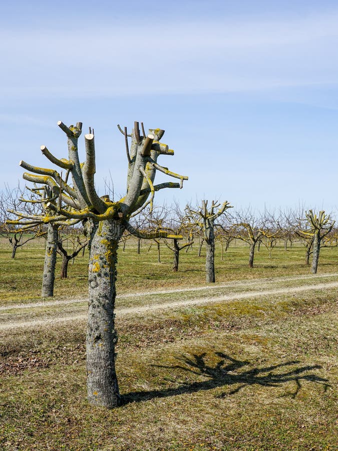 Arboriculture Example, Proper Pruning of a Young Linden Tree in Spring ...