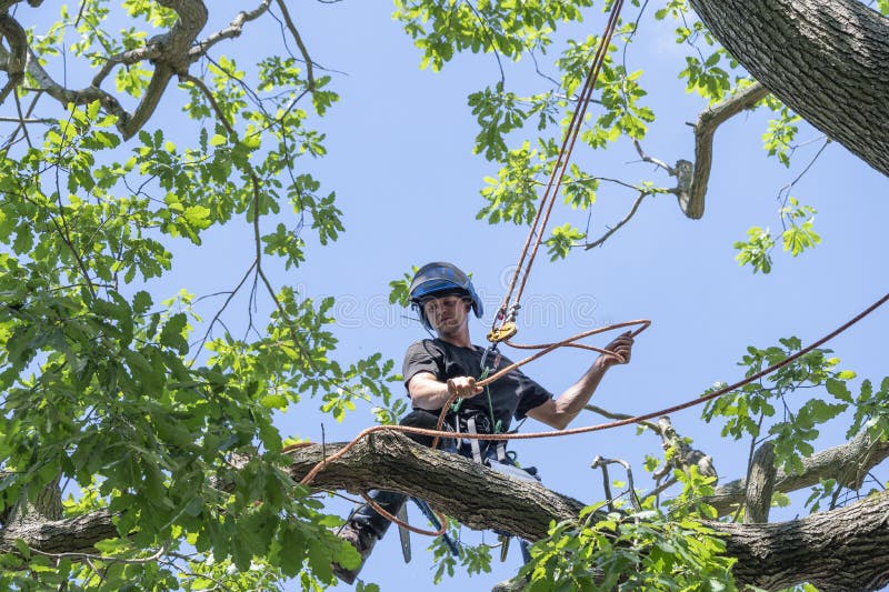 Tree Surgeon Using a Chainsaw Stock Image - Image of arborist, nature ...