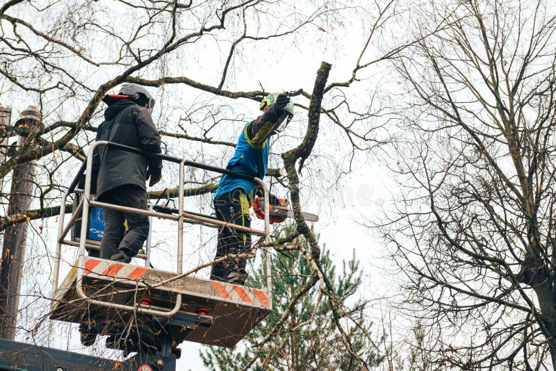 An Arborist in an Automatic Cradle at a Height Prunes a Tree. Editorial ...