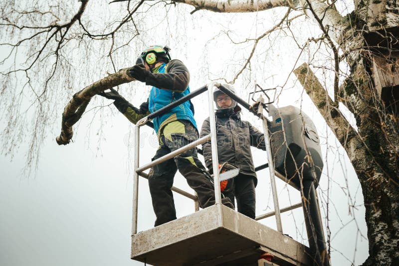 An Arborist in an Automatic Cradle at a Height Prunes a Tree. Editorial ...