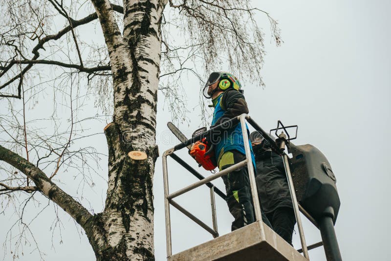 An Arborist in an Automatic Cradle at a Height Prunes a Tree. Editorial ...