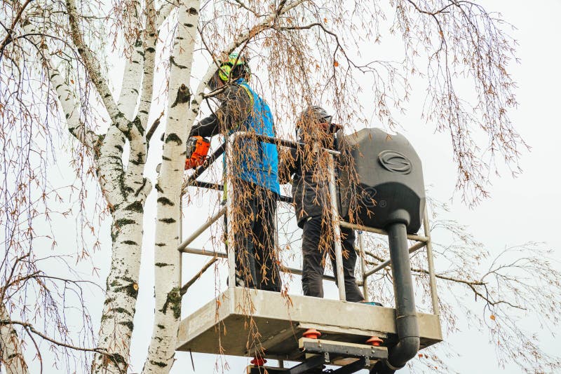 An Arborist in an Automatic Cradle at a Height Prunes a Tree. Editorial ...