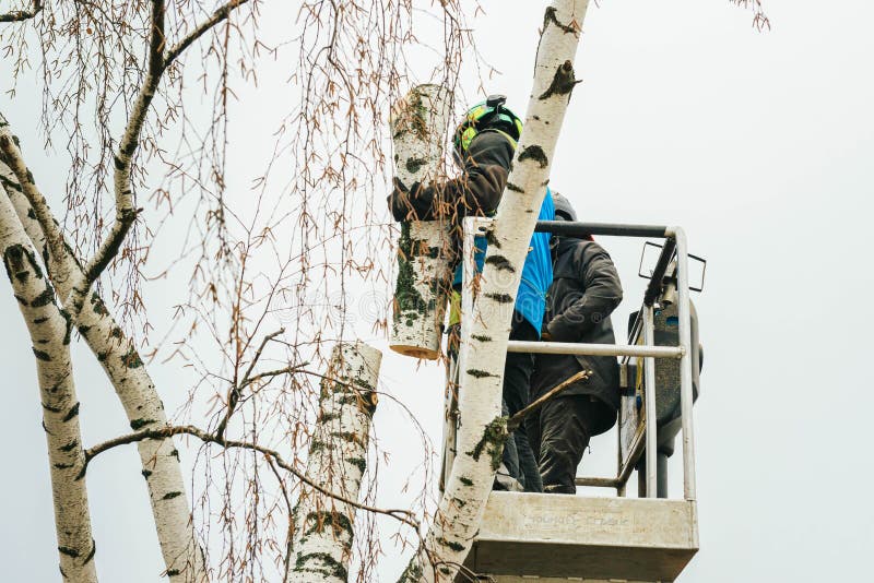 An Arborist in an Automatic Cradle at a Height Prunes a Tree. Editorial ...