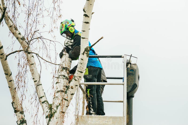 An Arborist in an Automatic Cradle at a Height Prunes a Tree. Editorial ...