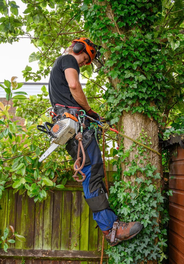 Arborist Checking Safety Ropes and Gear Stock Image - Image of harness ...