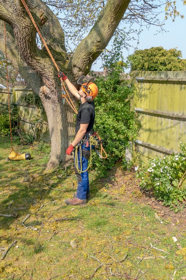 Arborist Checking Safety Ropes Up a Tree Stock Photo - Image of person ...