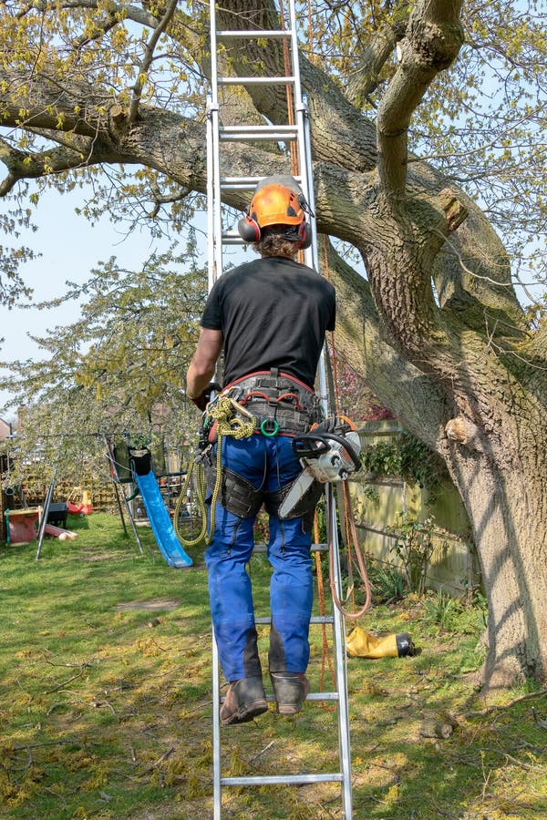 Arborist Climbing a Ladder Up a Tree Stock Image - Image of forester ...