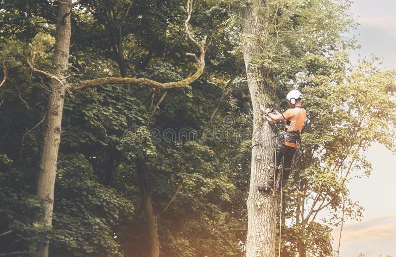 Arborist Climbing Up the Tree and Cutting Branches Off with Small ...
